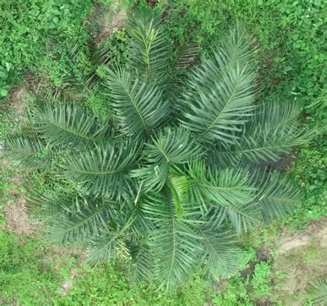 Oil Palm Project Object Detection Dataset V1 2023 03 19 10 13am By Lee