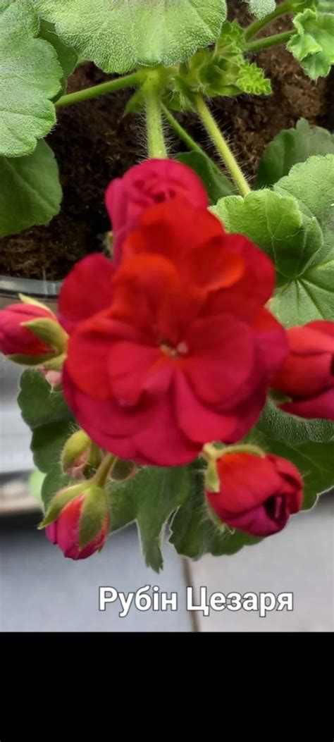 Пеларгонія сортова Мерлезон 1 Лоліта Грація 200 грн Комнатные растения Розсошенцы на Olx