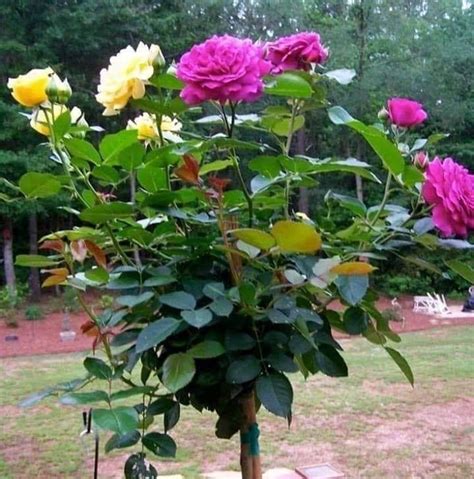 နှင်းဆီပျိုးပင်နှင့် သီးပင်စားပင်ပျိုးပင်မျိုးစုံရောင်းဝယ်ရေးဒဟတ္တော