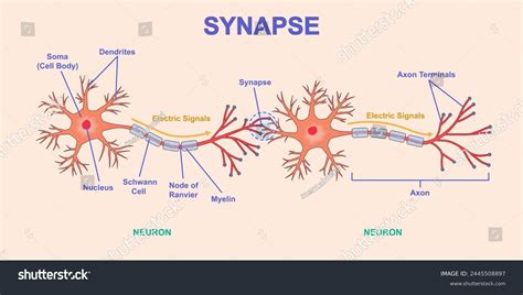 Soma Neuron Neuron Concept Vector Dendrite Axon Soma Of Neuron Nerve