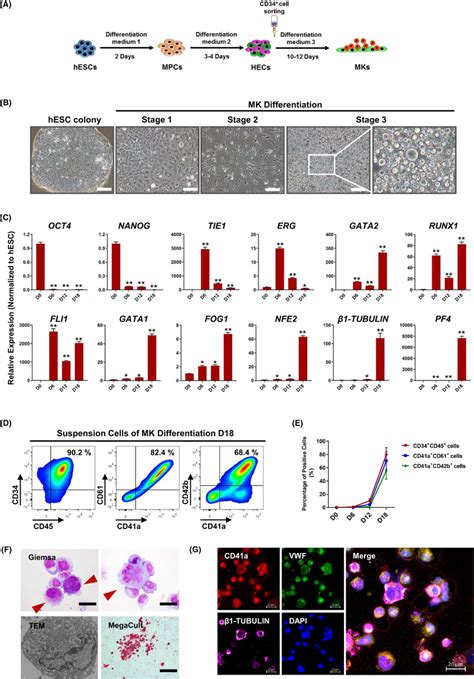 Generation Of Megakaryocytes Mks Derived From Human Embryonic Stem Download Scientific