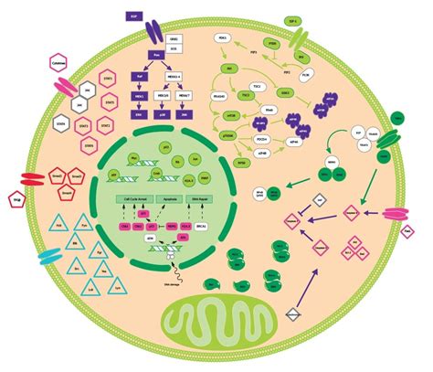 Multiplexing Cancer And Metastasis Signaling Pathways Milliplex® Assays