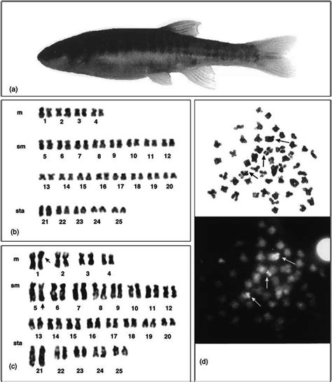 A Phoxinus Phoxinus Male B C Banded Female Karyotype C