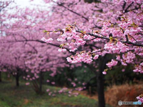 福万寺公園 by RENzsai4060 ID12281637 写真共有サイト PHOTOHITO