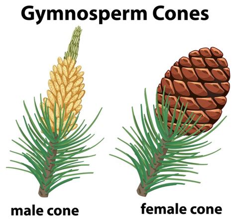 Free Vector Gender Variation In Gymnosperms Male And Female Cones