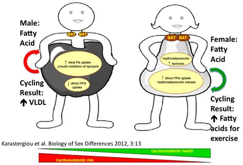 Science Unintended Consequences Ancel Keys Cholesterol And The Transition To An Obese
