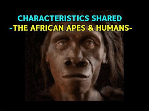 African Apes
