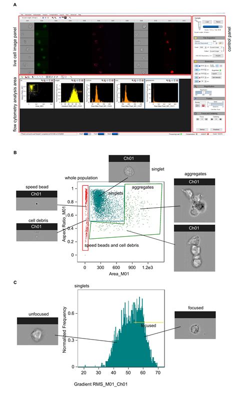 Simultaneous Imaging And Flow Cytometry Based Detection Of Multiple Fluorescent Senescence