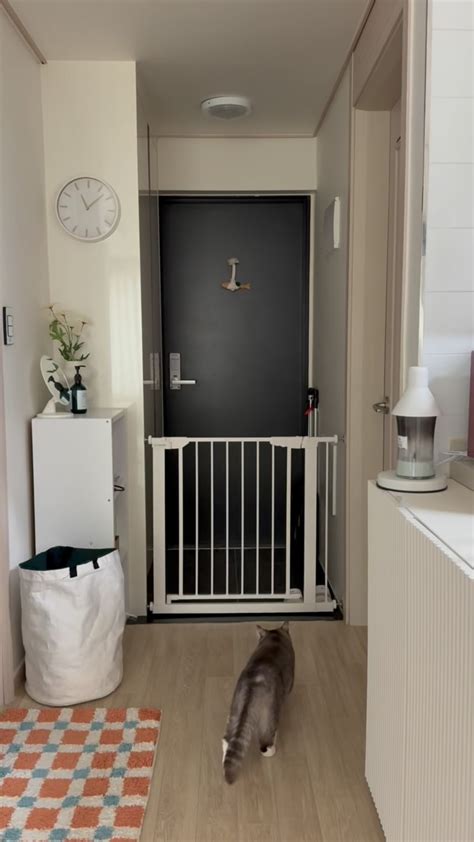 깨발랄 먹보 베라ฅ••ฅ🐾 스릉한다 내 고냥이🤍 간식받아먹었으면 나와이제 엄마 책상써야돼 집사가지킬앤하이드 데스크테리어소품 고양이오브제 Instagram