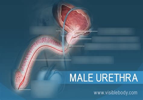 Male Urinary Diagram Quizlet