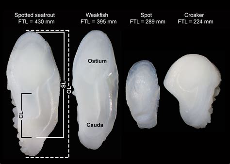Right Otoliths From Prey Species Showing Measurements Of Otolith Length Download Scientific