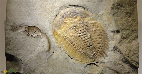 چگونه در طبیعت فسیل پیدا کنیم؟ کجای ایران بیشترین فسیل دارد؟‌