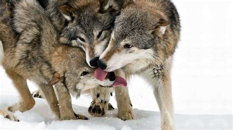 Download A Pair Of Cute Loving Wolves Enjoying An Intimate Moment