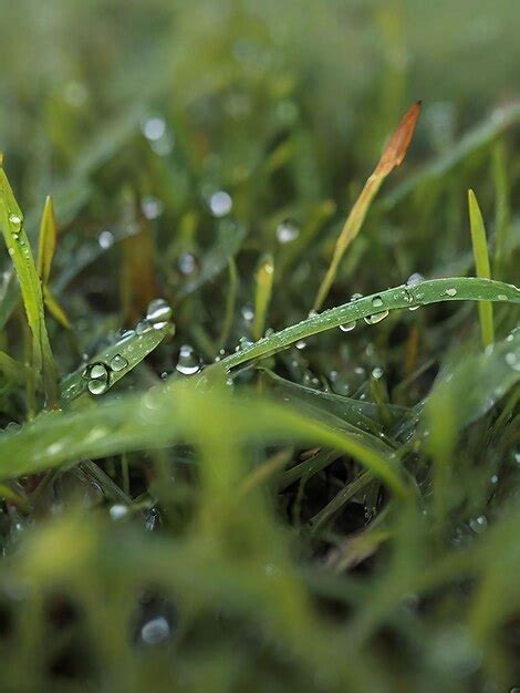 Dew Wet Grass Premium Ai Generated Image