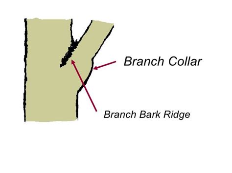 4a Basic Pruning Cuts And Codit