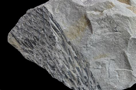 3 7 Pennsylvanian Fossil Scale Tree Lepidodendron Plate Kentucky 154688 For Sale