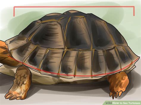 Ways To Sex Tortoises WikiHow