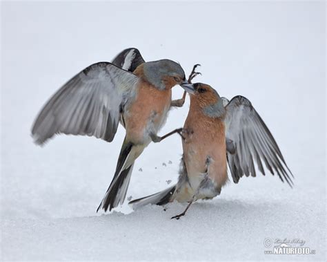 Fringilla Coelebs Pictures Chaffinch Images Nature Wildlife Photos