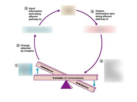 Unit 108 And 109 Homeostasis And Feedback Loops Diagram Quizlet