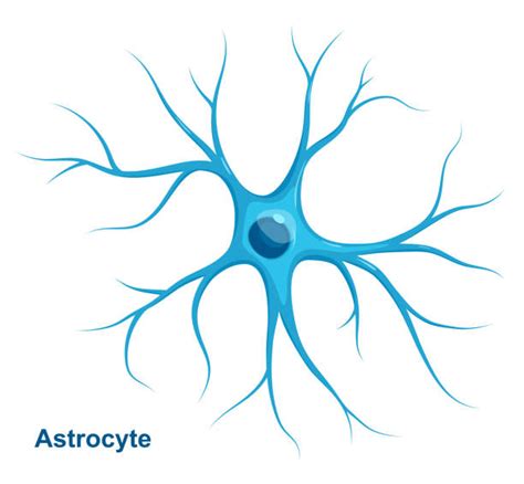 Astrocytes Diagram Astrocytes Schematic Diagram Of The Neur