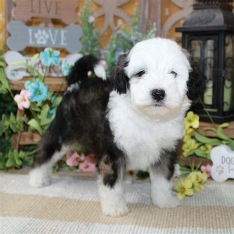 Mini And Medium Sheepadoodles For Sale Ann Arbor Mi