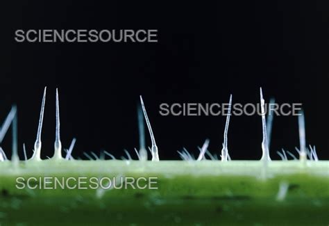 Stinging Hairs On The Stem Of A Nettle Stock Image Science Source Images