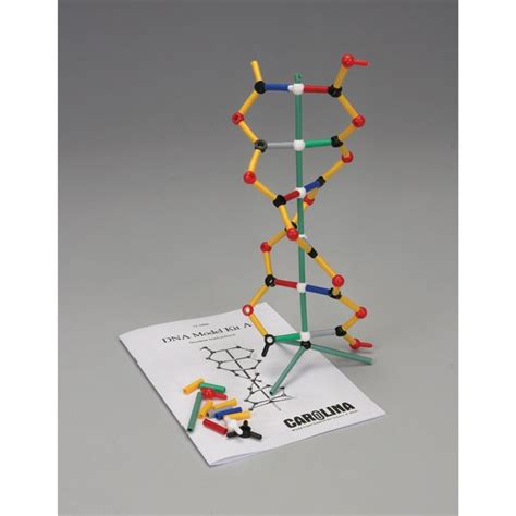 Dna Model Kit A Each Scichem