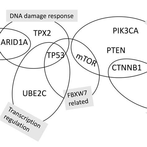 Functional Grouping Of Candidate Genes For Potential Risk Download Scientific Diagram