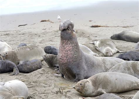 Male Bull Elephant Seal Posturing Asserting Dominance Against Other