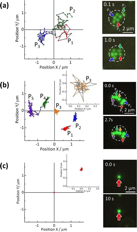 Trajectories Of Trapped Particles As A Function Of Time Time Step 33 Download Scientific