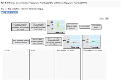 Solved Part D Differences Between Excitatory Postsynaptic