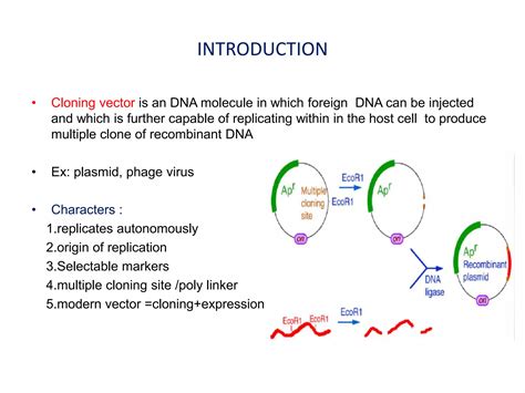 Cloning Vectors PPT