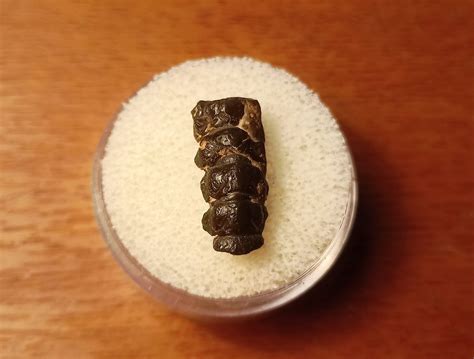 Late Jurassic Crustaceans Of European Russia The Fossil Forum