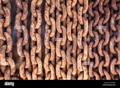 Tree Rusty Chains Over A White Background Stock Photo Alamy