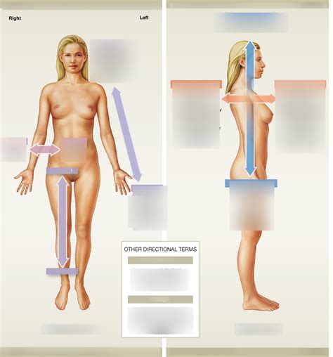 Anatomical Directions Diagram Quizlet