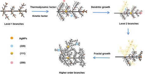 Schematic Diagram Of Silver Dendrite Growth And Evolution Download