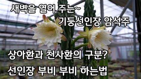 선인장꽃 수분 시키는 방법 암석주 꽃 상아환과 천사환의 차이점 아성환 슈퍼투구 Youtube