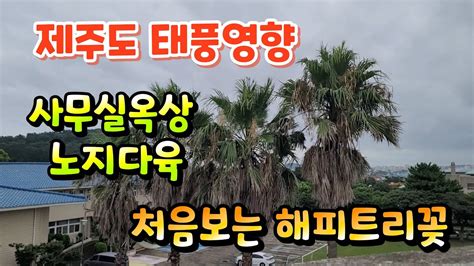 제주도 태풍영향 옥상노지다육 처음보는 해피트리꽃 제라늄 뽄쟁이다육 다육식물 다육이 다육이키우기 다육하우스 Youtube