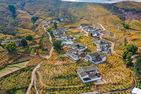 中国石榴之乡会理冬日的阳光下的金色榴林 川观新闻