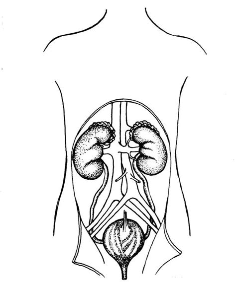 Coloring Page Urinary System Kydneys And Bladder Free Printables Img 16022