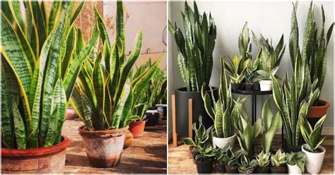 Фоја предлог Сансеверија Украсно растение совршено за домот трпи секакви услови и го