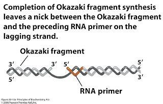 Sandwalk Dna Polymerase I And The Synthesis Of Okazaki Fragments
