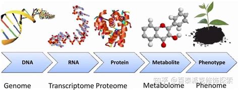 乳酸化修饰组学：探索乳酸代谢与细胞功能之间的关联 知乎
