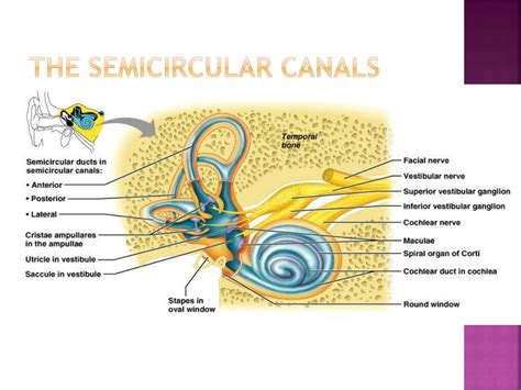 Ppt Special Senses Powerpoint Presentation Free Download Id2390518