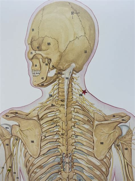 Week 13 Spinal Nerves Pt 1 Cervical Thoracic Diagram Quizlet