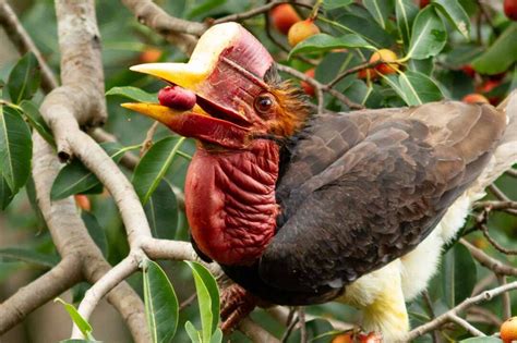 Weird Birds 32 Funny Looking Birds You Need To See