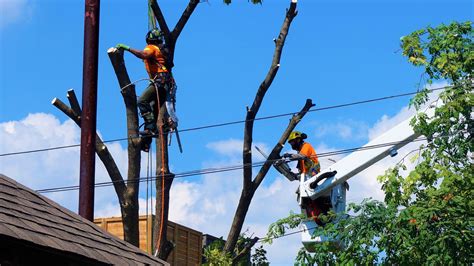 Tree Removal Service Tree Masters Inc Serving All Of The GTA