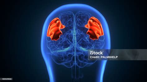 3d Illustration Of Human Brain Middle Temporal Gyrus Anatomy Stock