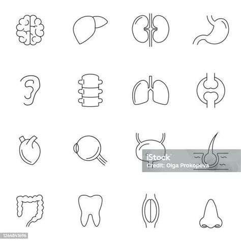 인간의 장기 징후 또는 신체 부위 기호 치아 와 뇌 선 아이콘 눈과 간 이미지 벡터 그림입니다 Eps 10 건강관리와 의술에 대한 스톡 벡터 아트 및 기타 이미지 Istock