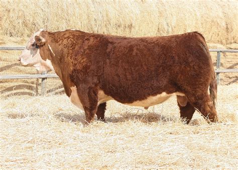 Njw Herd Sires Njw Polled Herefords